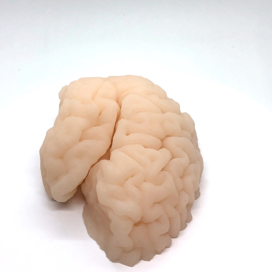 3D Printed Temporal Lobe Model | A31 | KEZLEX