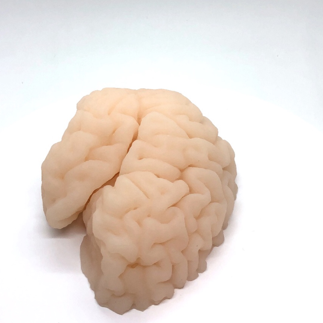 3D Printed Temporal Lobe Model | A31 | KEZLEX