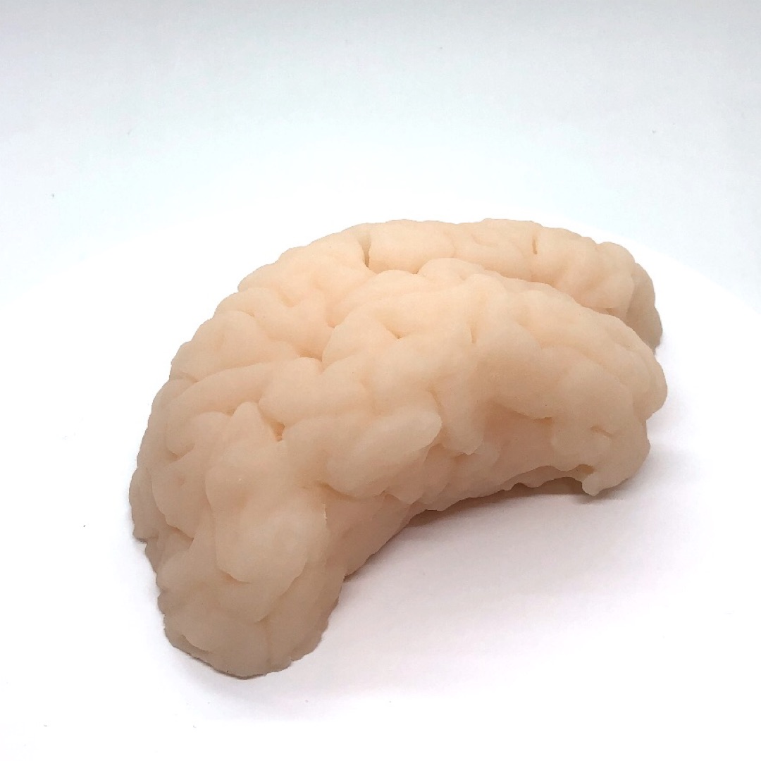 3D Printed Temporal Lobe Model | A31 | KEZLEX