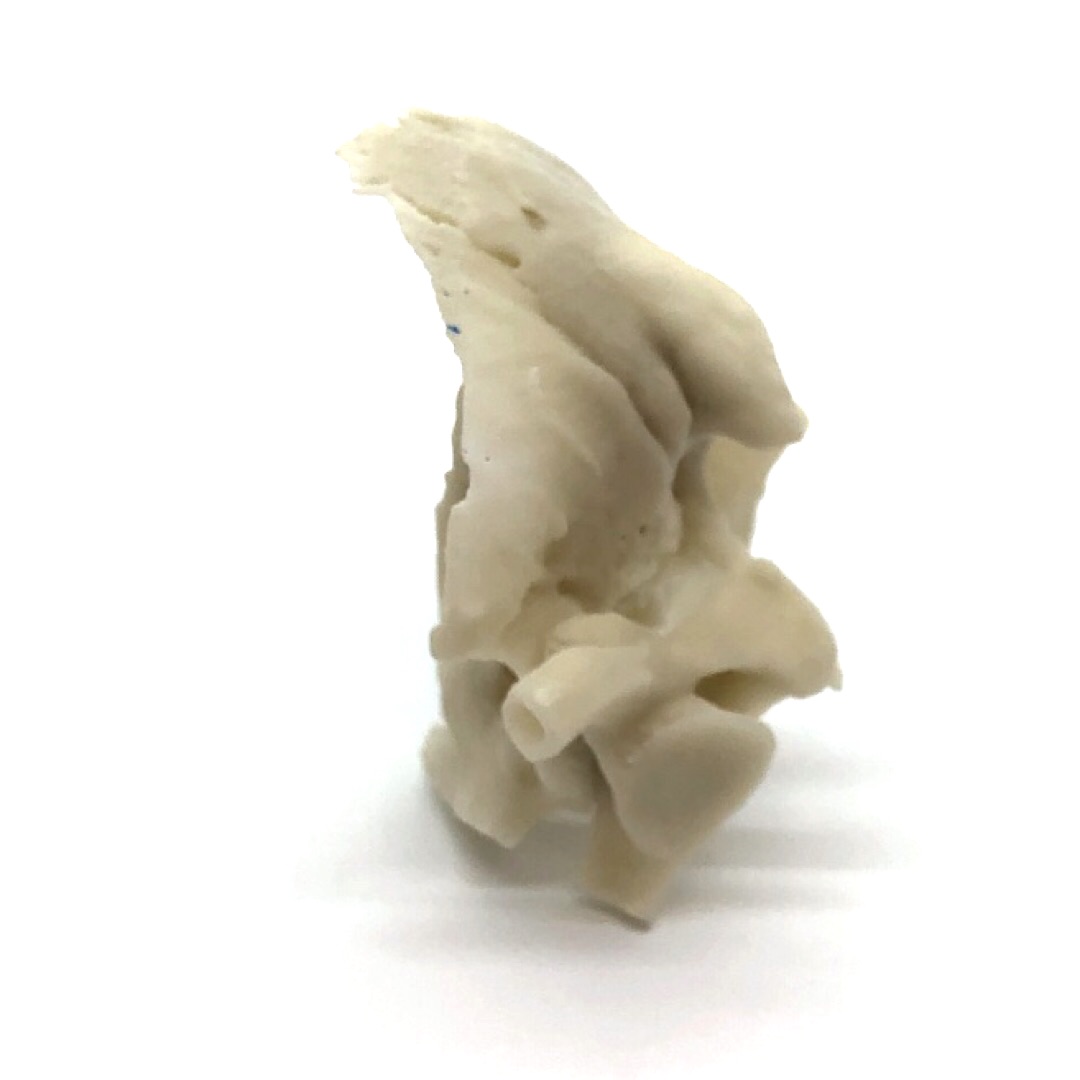 3D Printed Temporal Bone Model | C11 | KEZLEX