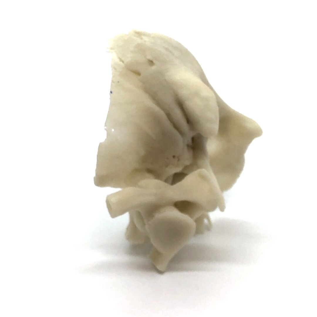 3D Printed Temporal Bone Model | C11 | KEZLEX