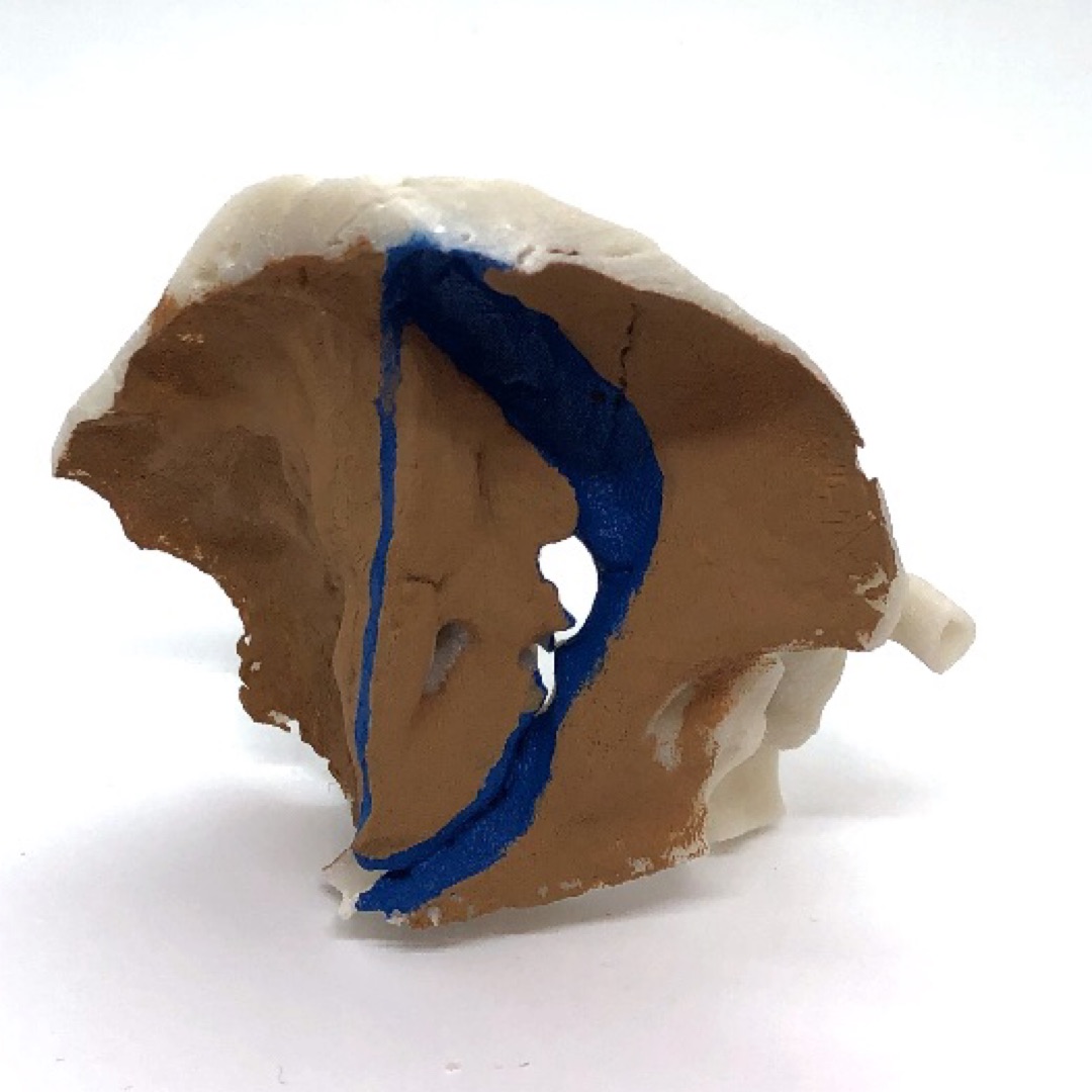 3D Printed Temporal Bone Model Inner Structure Colored Model | C14 | KEZLEX