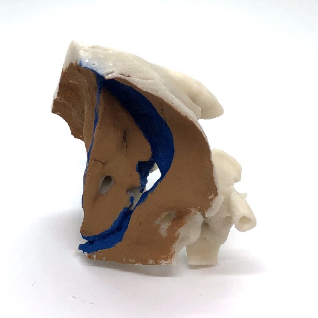 3D Printed Temporal Bone Model Inner Structure Colored Model | C14 | KEZLEX