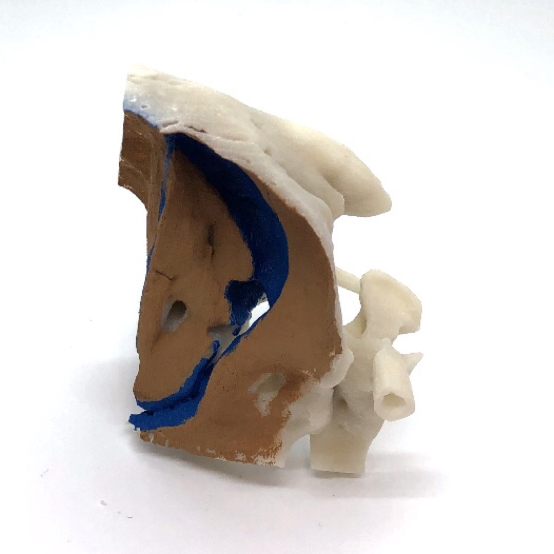 3D Printed Temporal Bone Model Inner Structure Colored Model | C14 | KEZLEX