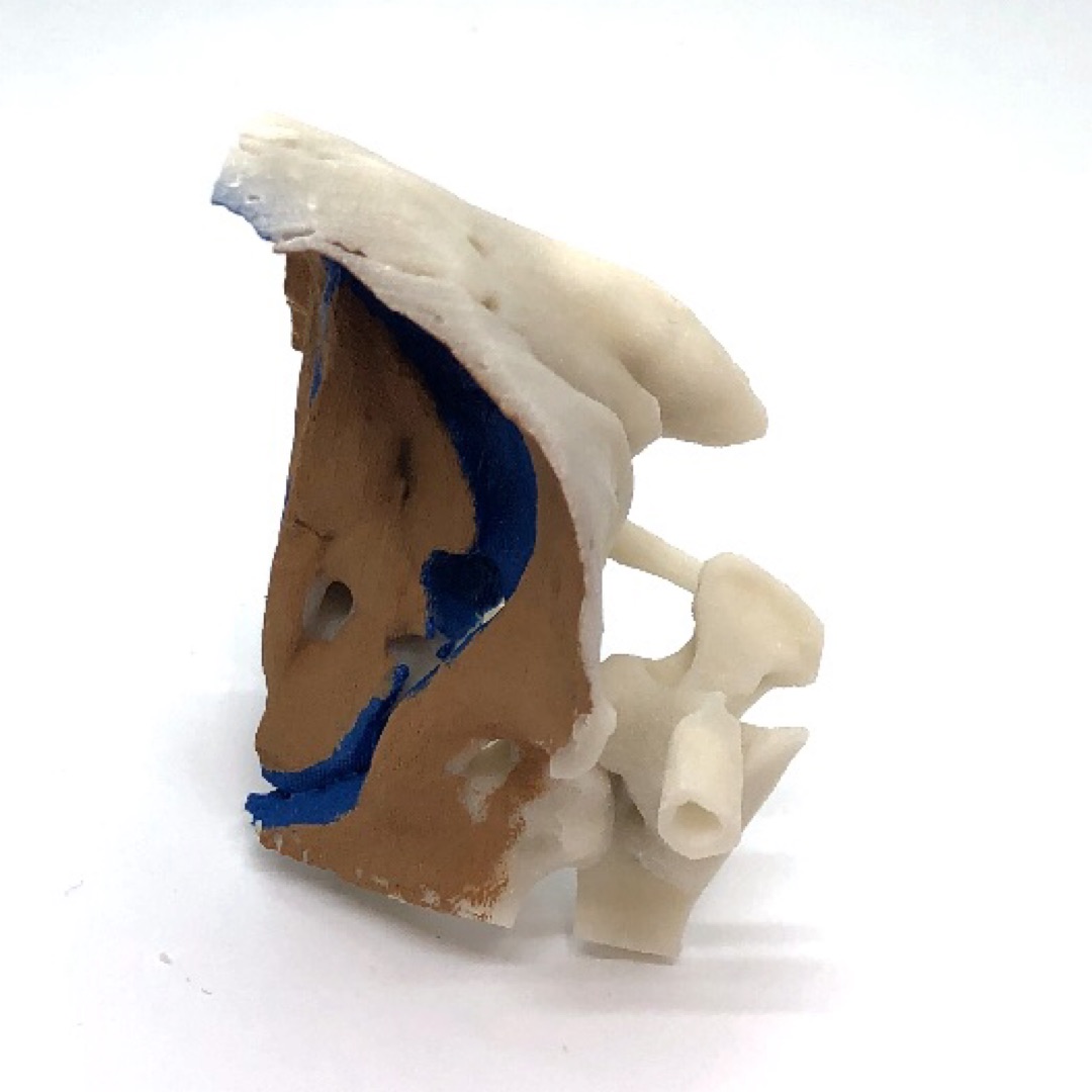 3D Printed Temporal Bone Model Inner Structure Colored Model | C14 | KEZLEX