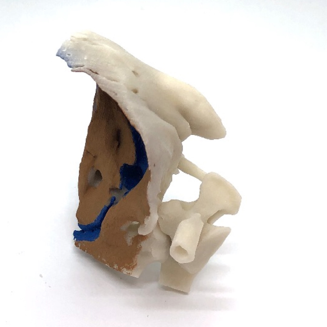 3D Printed Temporal Bone Model Inner Structure Colored Model | C14 | KEZLEX