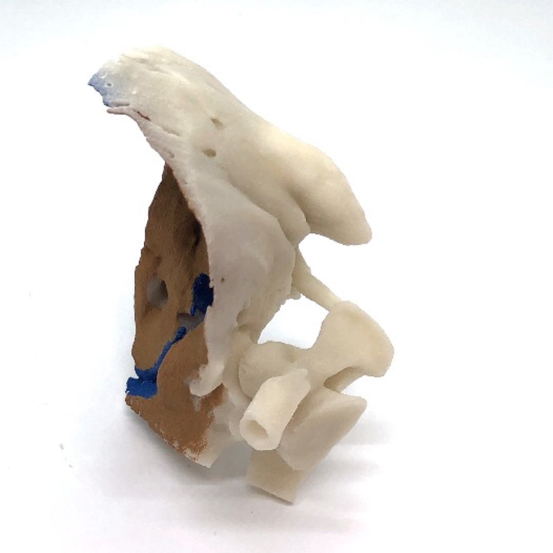 3D Printed Temporal Bone Model Inner Structure Colored Model | C14 | KEZLEX