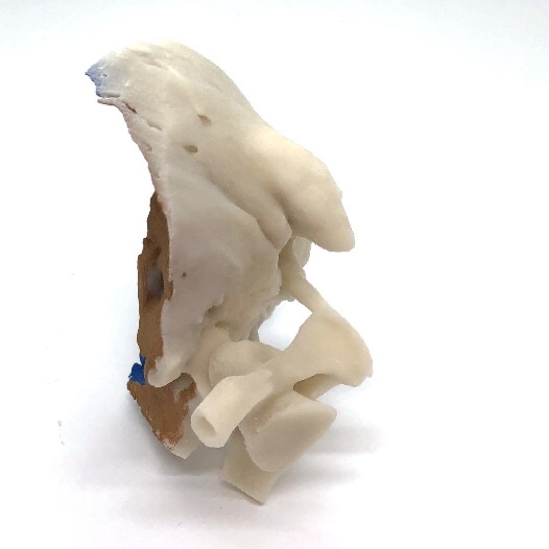 3D Printed Temporal Bone Model Inner Structure Colored Model | C14 | KEZLEX