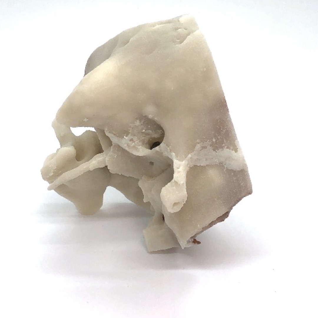 3D Printed Temporal Bone Model Inner Structure Colored Model | C14 | KEZLEX