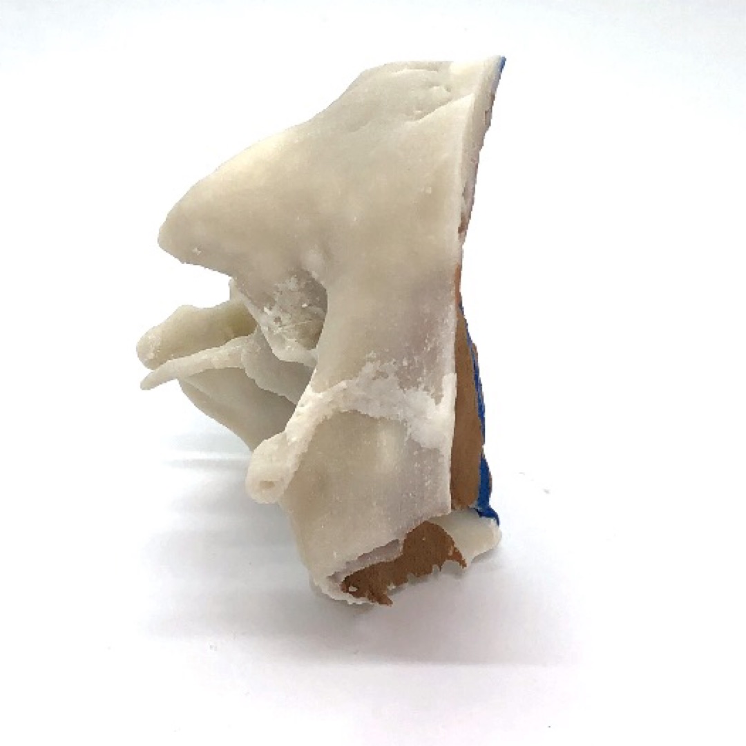 3D Printed Temporal Bone Model Inner Structure Colored Model | C14 | KEZLEX