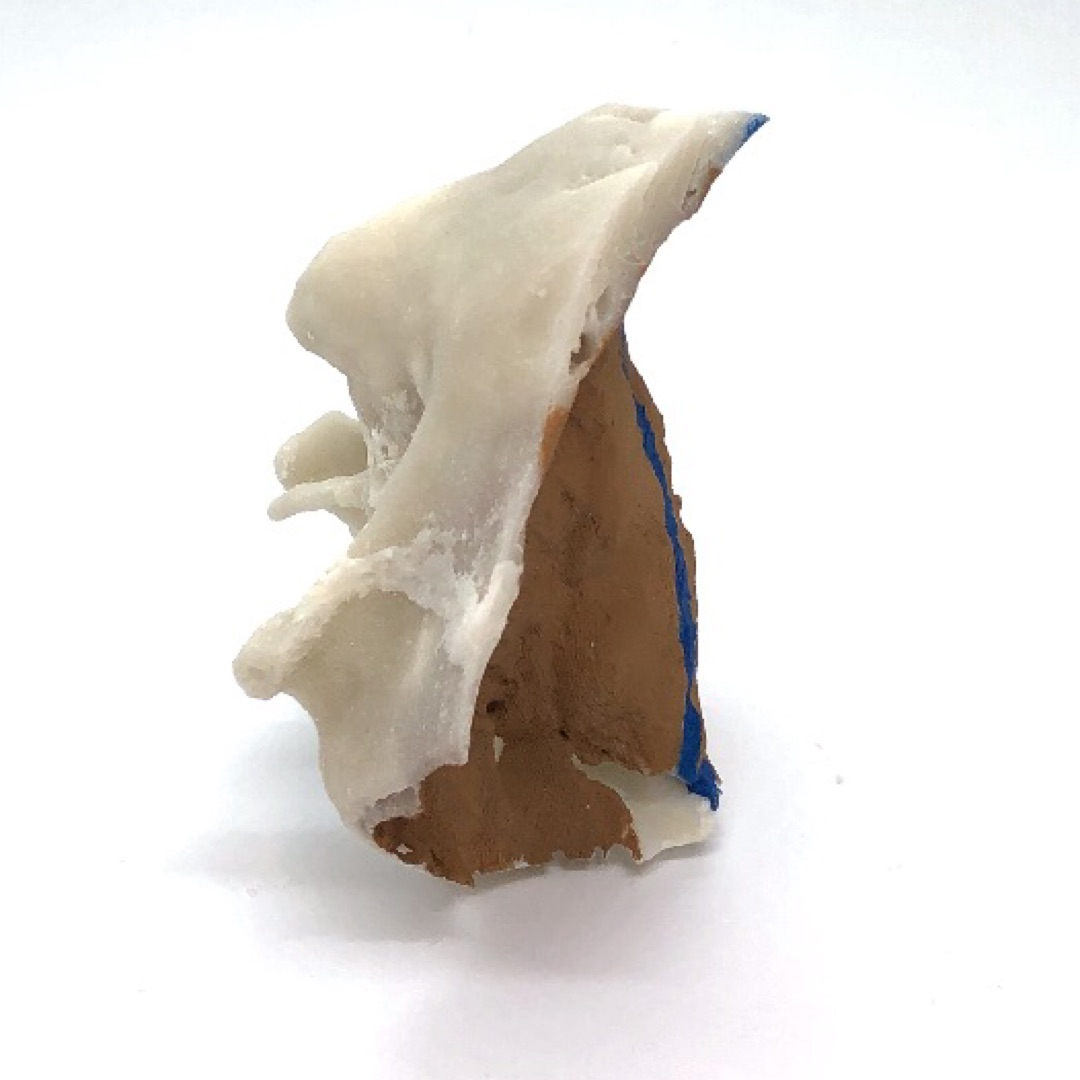 3D Printed Temporal Bone Model Inner Structure Colored Model | C14 | KEZLEX