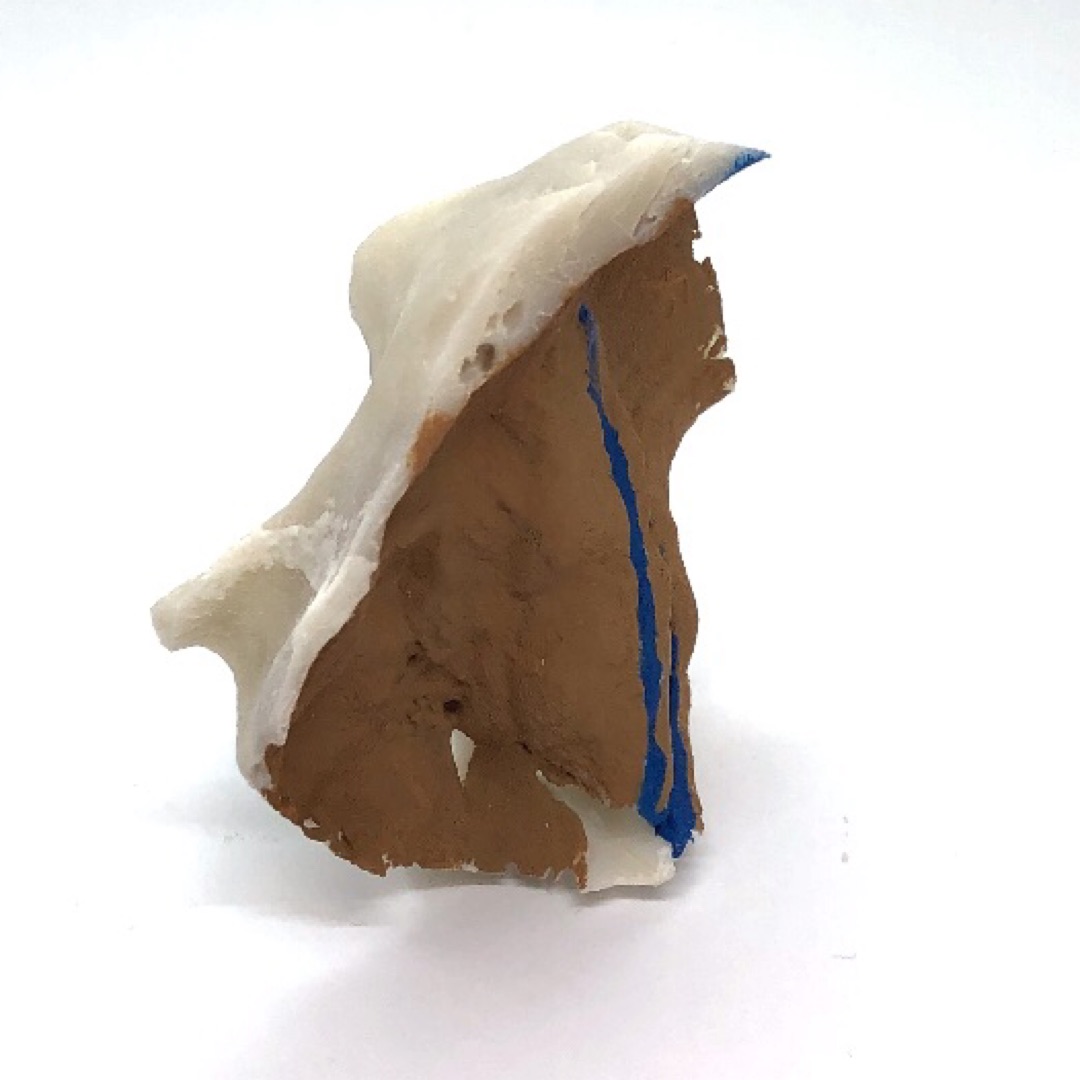 3D Printed Temporal Bone Model Inner Structure Colored Model | C14 | KEZLEX