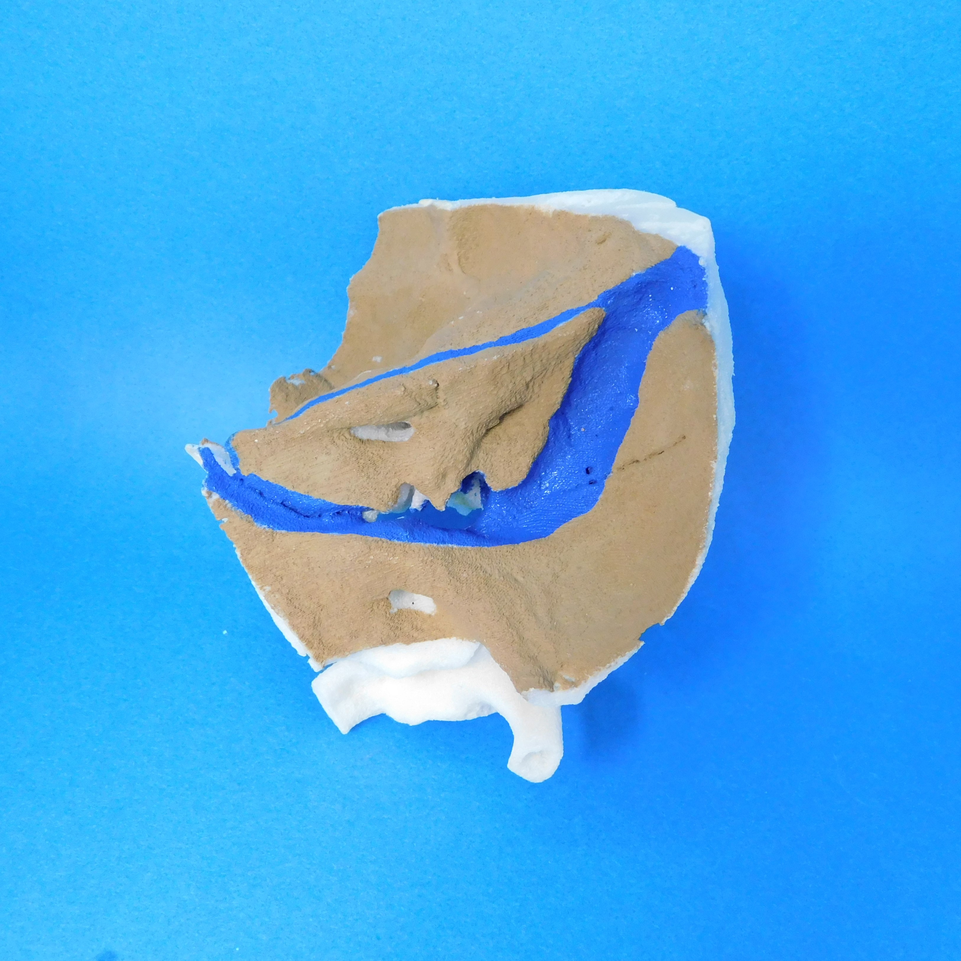 3D Printed Temporal Bone Model Inner Structure Colored Model | C14 | KEZLEX